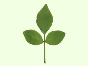 Why are trifoliate bel leaves offered to Lord Shiva ? - Hindu ...